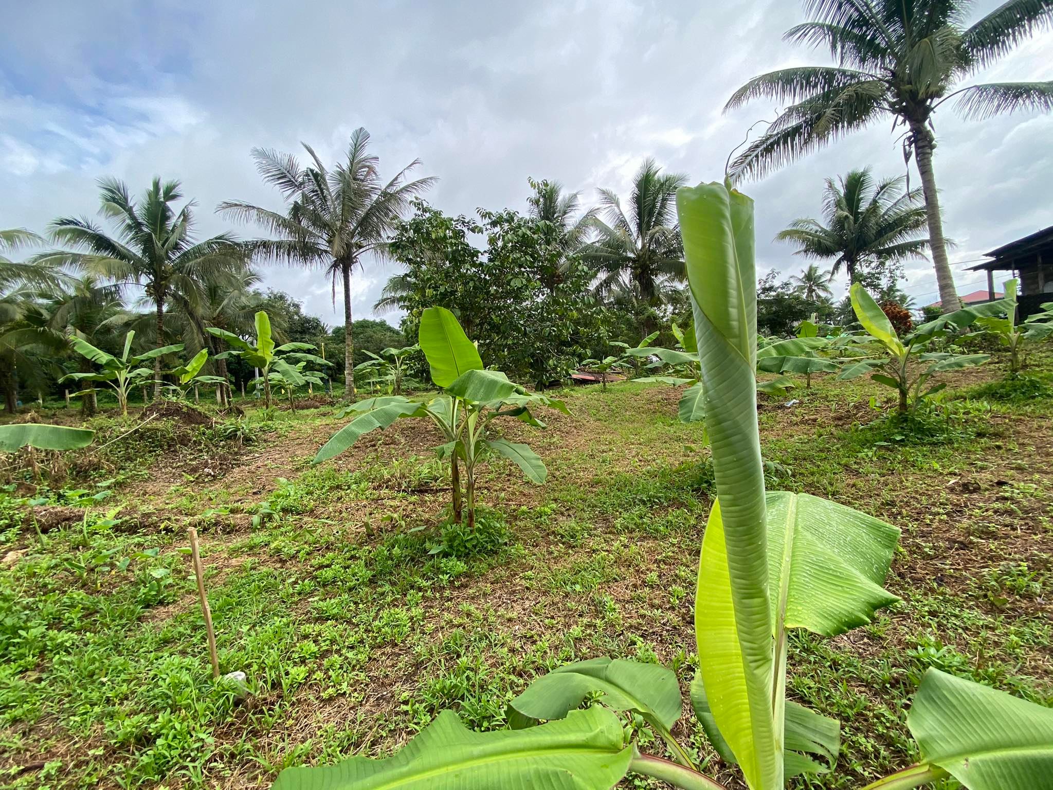 San Jose Farm Lot For Sale Batangas House And Lot For Sale For San Jose Farm Lot For Sale Batangas House And Lot For Sale For